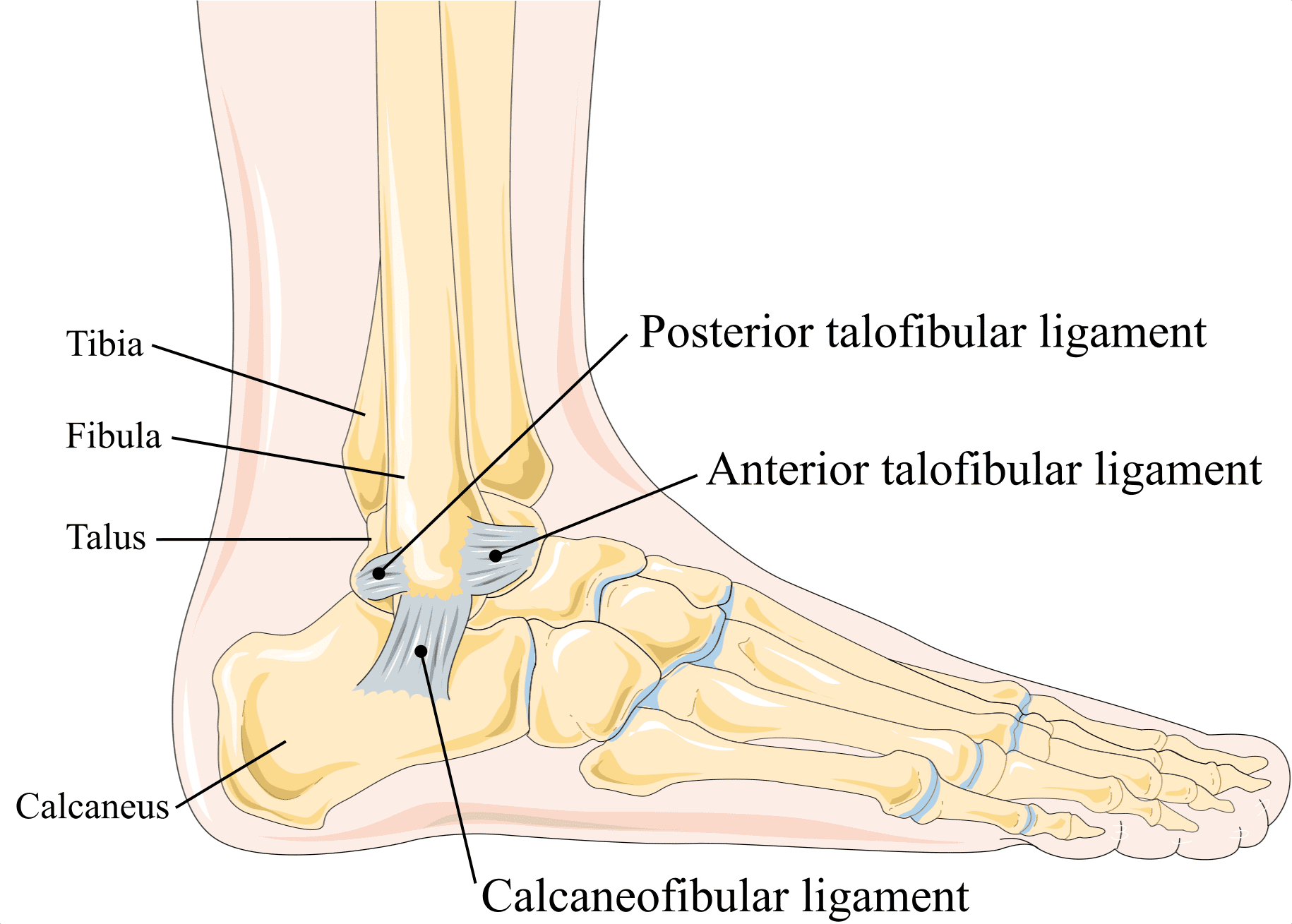 Don’t Let Lateral Ankle Sprains Ground You: Essential Tips for Recovery ...